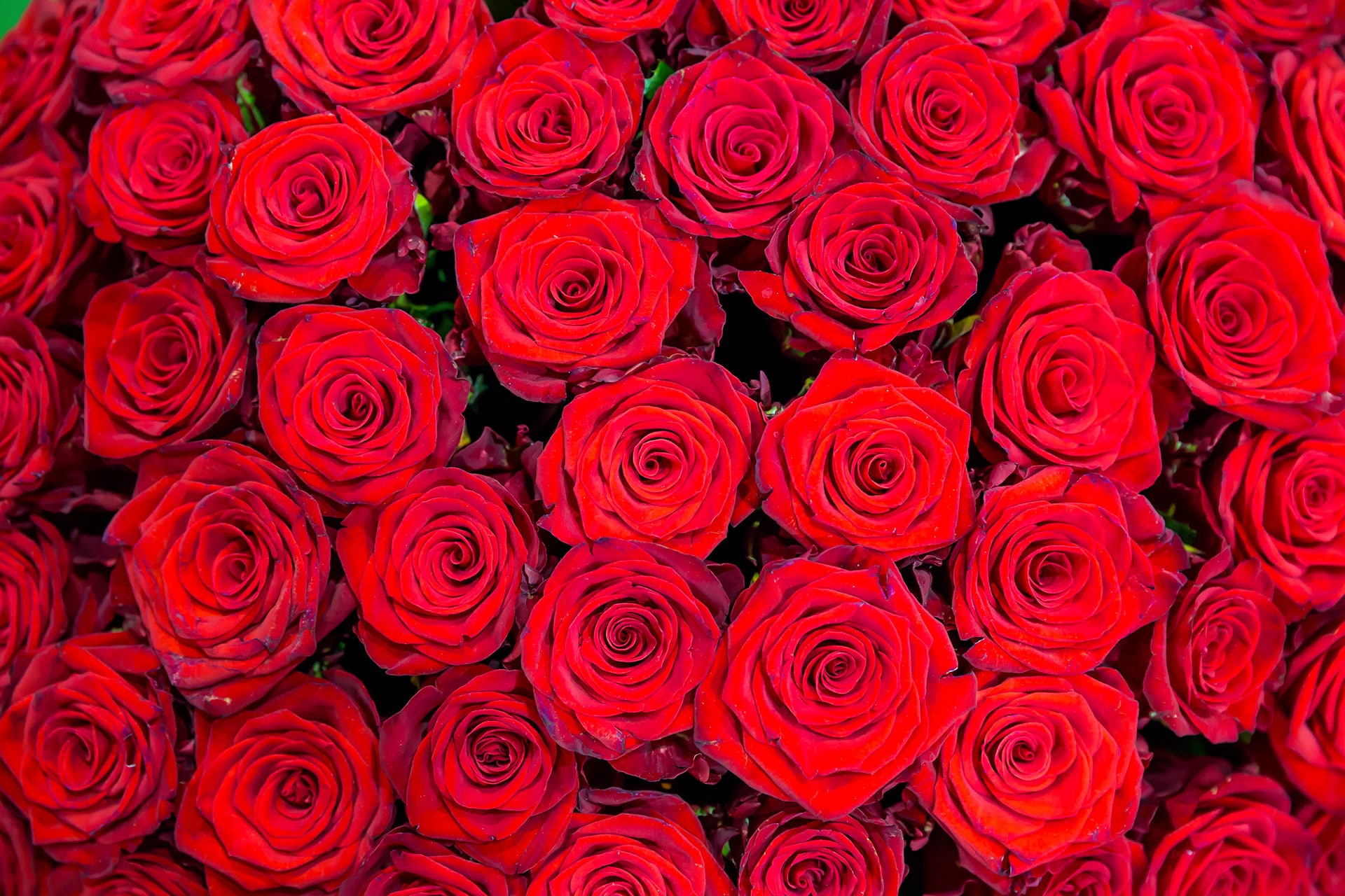 Bouquet di rose colori assortiti. » Fiori a Vigonovo e Padova, invio e ...